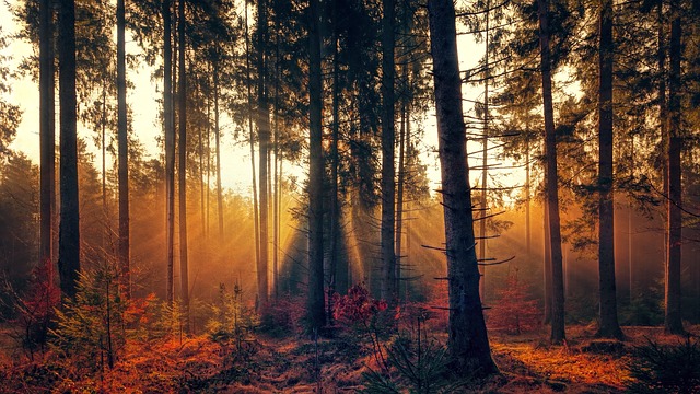 Classical Music Inspired by Autumn Part 2 - a pianist's musings